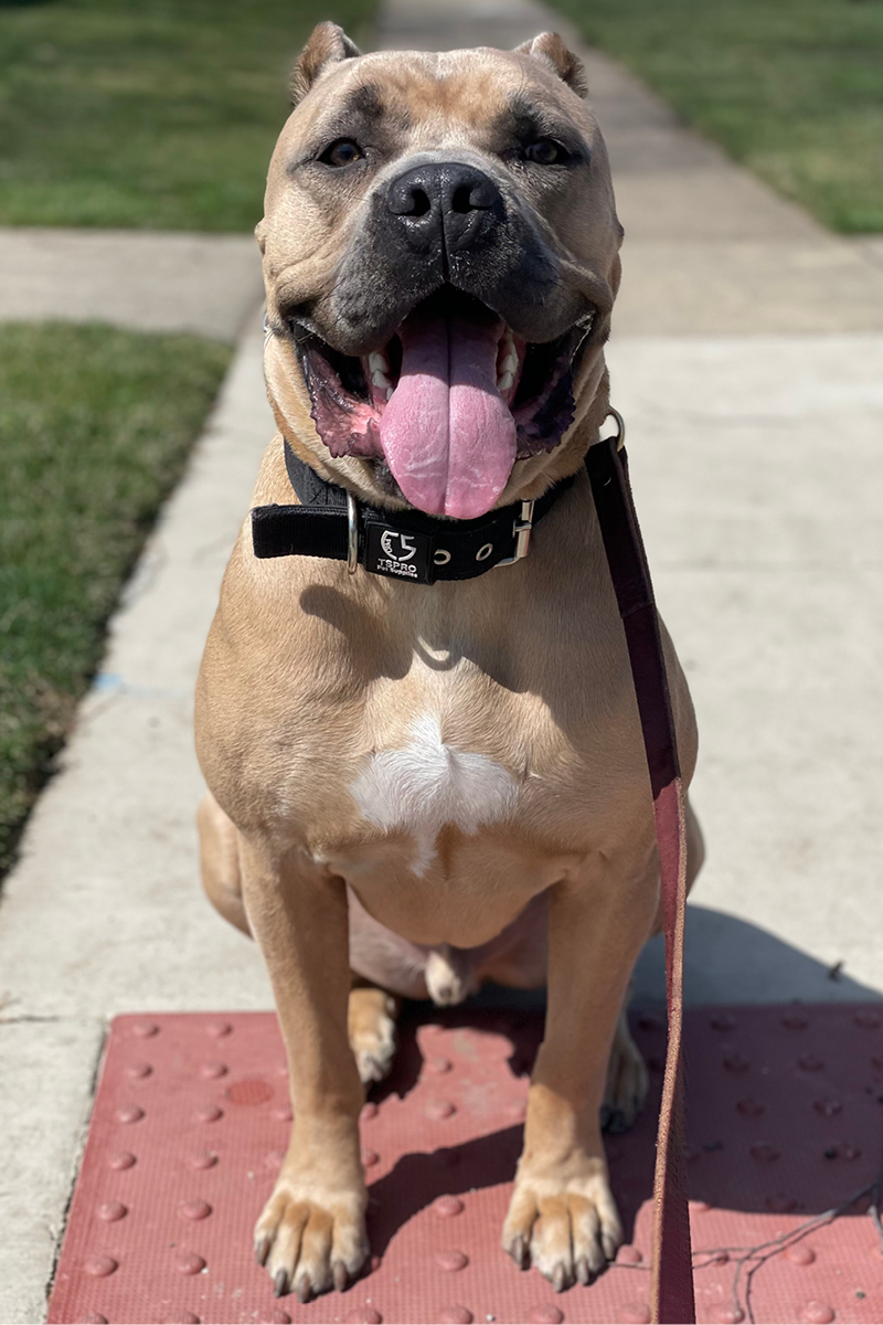 About – Balanced Behavior Dog Training Center