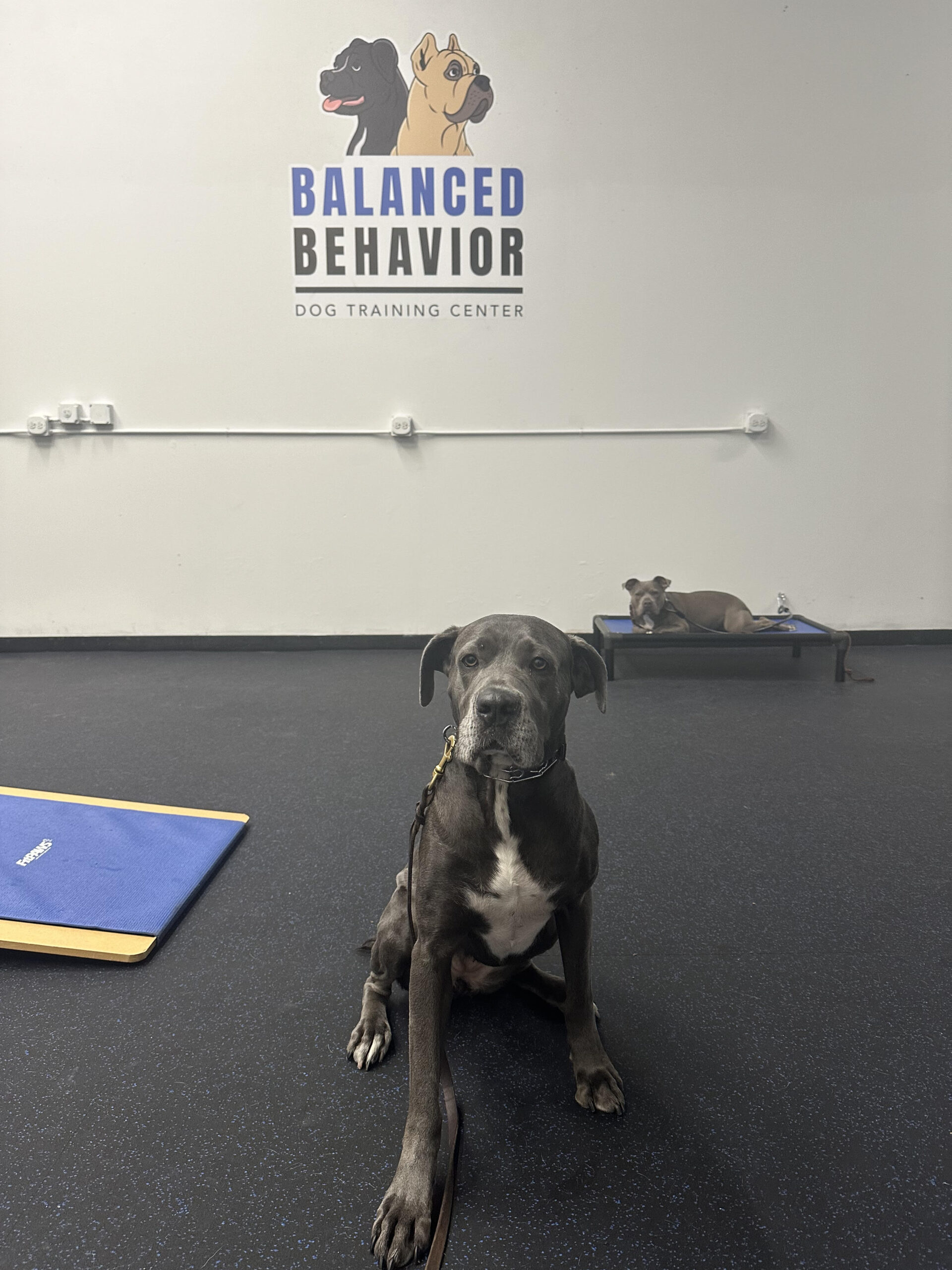 Programs – Balanced Behavior Dog Training Center